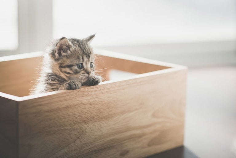 6 Homemade Cat Birthing Boxes You Can Make Today (With Pictures ...