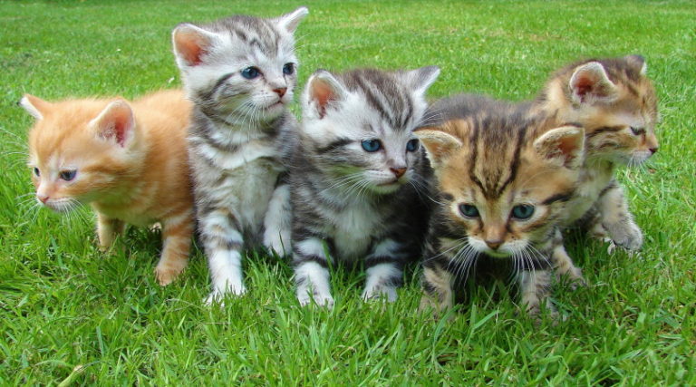 Domestic Shorthair Cat: Breed Guide, Pictures, Temperament & Traits ...