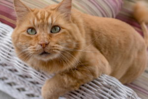 Orange Maine Coon: Facts, Origin & History (With Pictures)(With ...