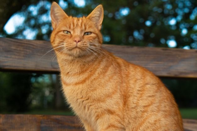 11 Surprising Orange Cat Facts: Traits, Coat Patterns & Behavior ...