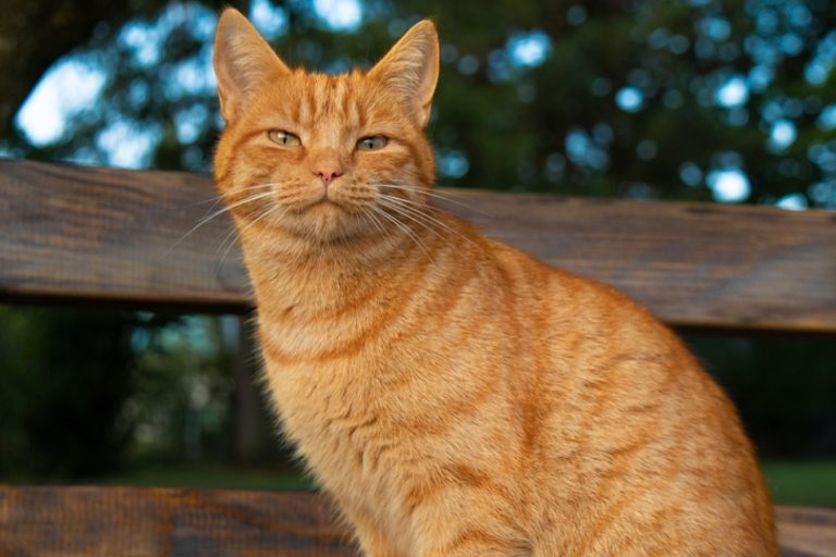 11 Surprising Orange Cat Facts: Traits, Coat Patterns & Behavior ...