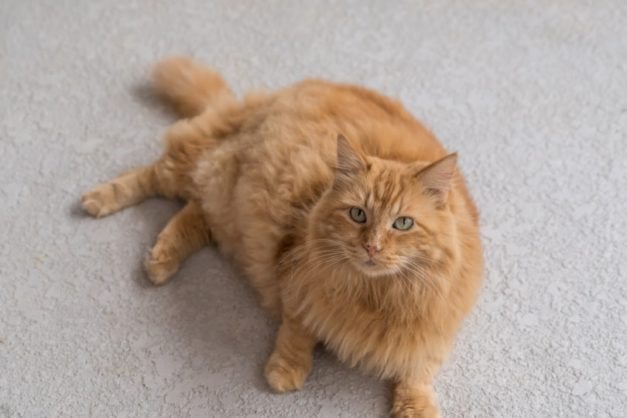 Orange Maine Coon: Facts, Origin & History (With Pictures)(With ...