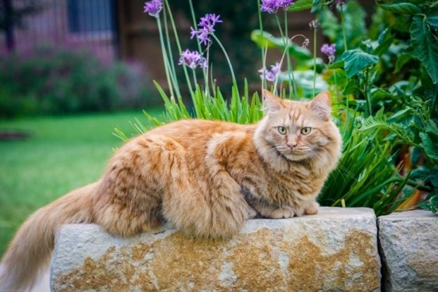 Orange Maine Coon: Facts, Origin & History (With Pictures)(With ...