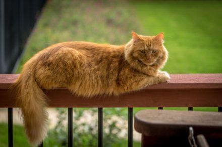 Orange Maine Coon: Facts, Origin & History (With Pictures)(With ...