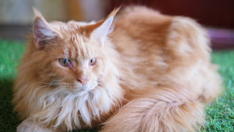 Orange Maine Coon: Facts, Origin & History (With Pictures)(With ...