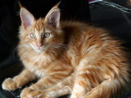 Orange Maine Coon: Facts, Origin & History (With Pictures)(With ...