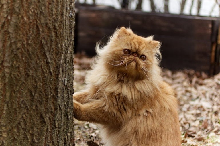 25 Famous Cats From History & Today (2026 Update) | Hepper Pet Resources