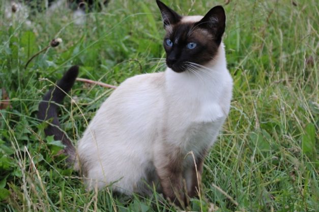 How Much Does a Siamese Cat Cost? Price Guide 2025 | Hepper Pet Resources