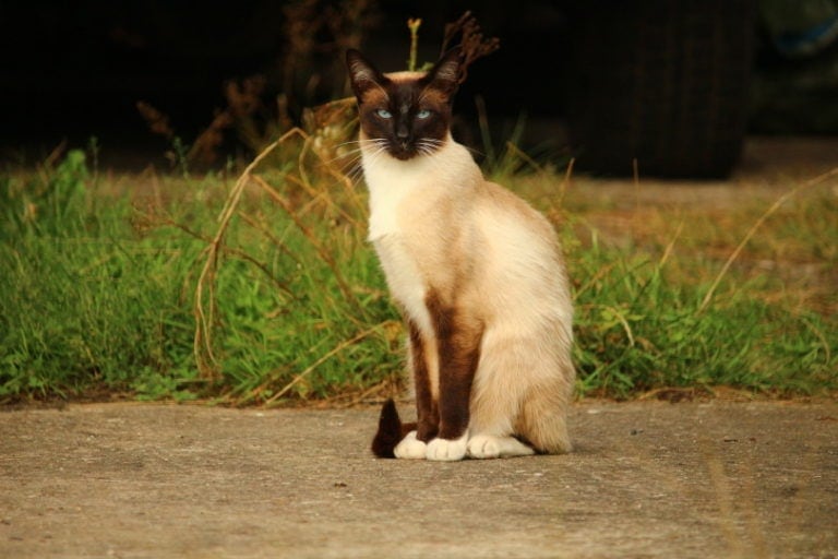 10 Long-Nosed Cat Breeds: Info, Temperament, Pictures & Facts | Hepper ...