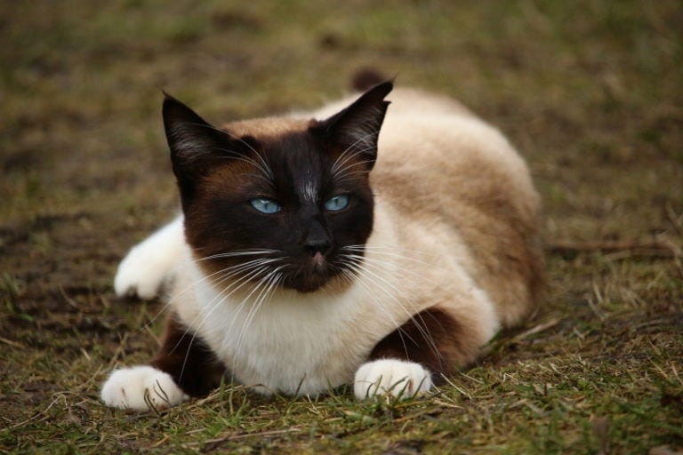 How Much Does a Siamese Cat Cost? Price Guide 2025 | Hepper Pet Resources