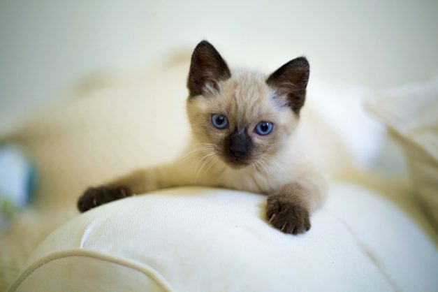 How to Tell if Your Cat Is Part Siamese (With Pictures) | Hepper Pet ...
