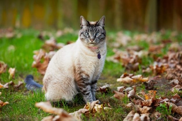 Siamese Tabby Cat Mix: Info, Pictures, Characteristics & Facts | Hepper ...