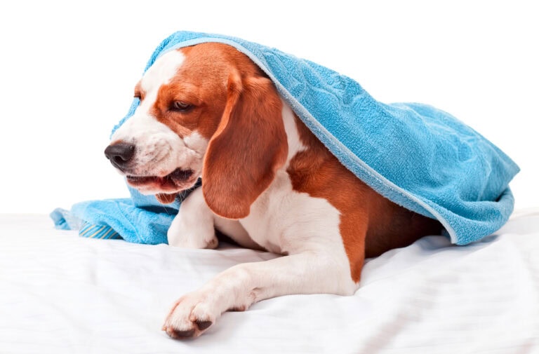 My Dog Ate Chilli or Spicy Food? Here's What to Do (Vet Answer ...