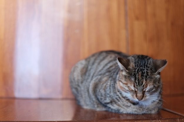 15 Signs a Stray or Feral Cat Likes You: Understanding Cat Behavior ...