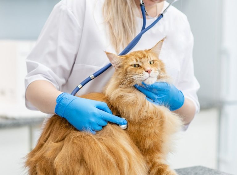 Why Do Female Cats Spray? 7 Vet-Reviewed Reasons | Hepper Pet Resources