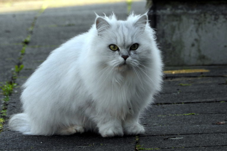 How Much Does a Persian Cat Cost? 2026 Price Guide | Hepper Pet Resources