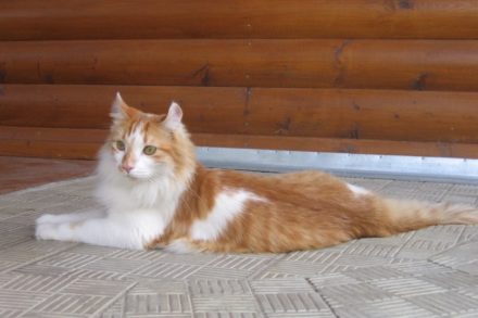 18 American Cat Breeds (With Info & Pictures) | Hepper Pet Resources