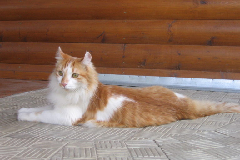 18 American Cat Breeds (With Info & Pictures) | Hepper Pet Resources