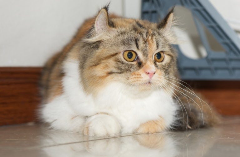 9 Cat Breeds with Curled Ears (With Info & Pictures) | Hepper Pet Resources