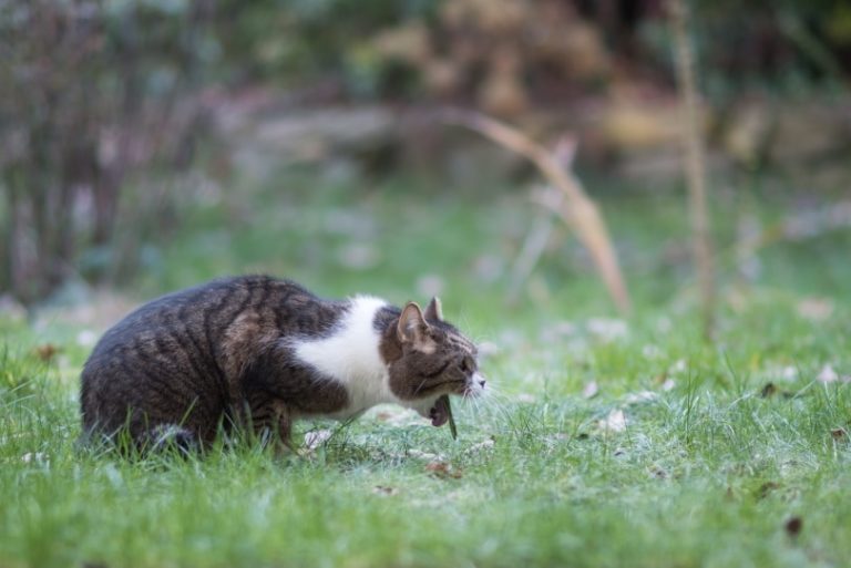 Can Cats Eat Figs? Vet-Approved Health & Safety Guide | Hepper Pet ...