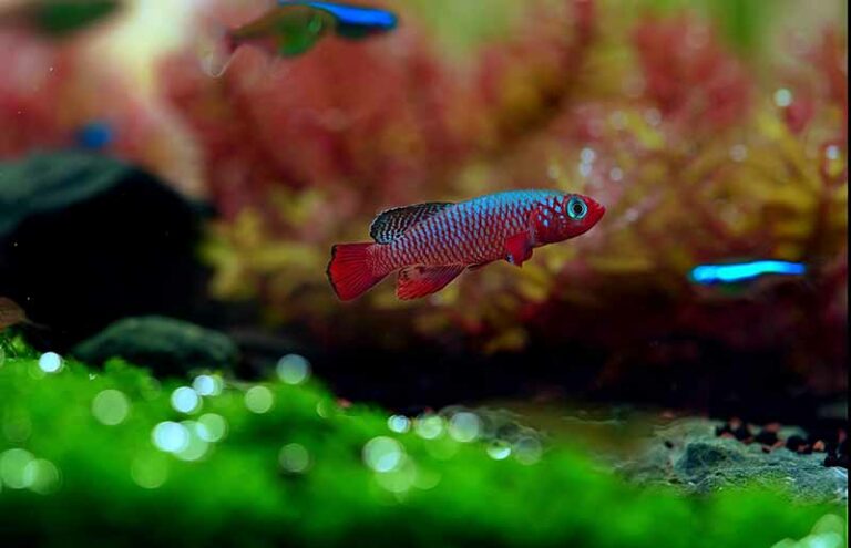 Killifish: Care Guide, Varieties, Pictures, Lifespan & Breeding ...