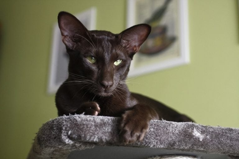 9 Brown Cat Breeds (With Info & Pictures) | Hepper Pet Resources