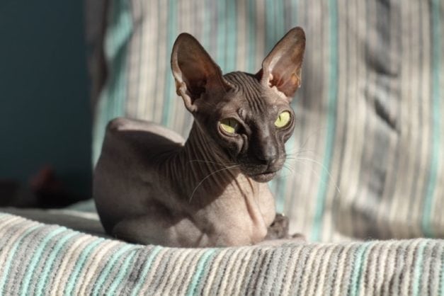 Donskoy Cat: Info, Pictures, Characteristics & Facts | Hepper Pet Resources
