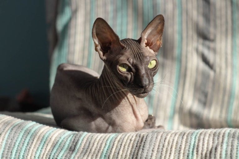 Donskoy Cat: Info, Pictures, Characteristics & Facts | Hepper Pet Resources