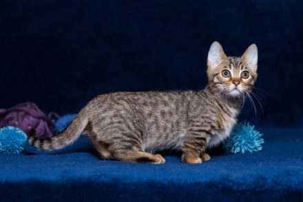 8 Munchkin Cat Breeds & Colors (With Info & Pictures) | Hepper Pet ...