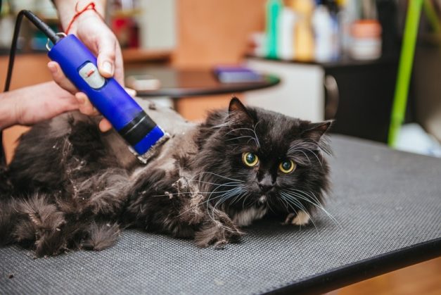 8 Useful & Cute Cat Haircuts in 2025 (With Pictures) | Hepper Pet Resources
