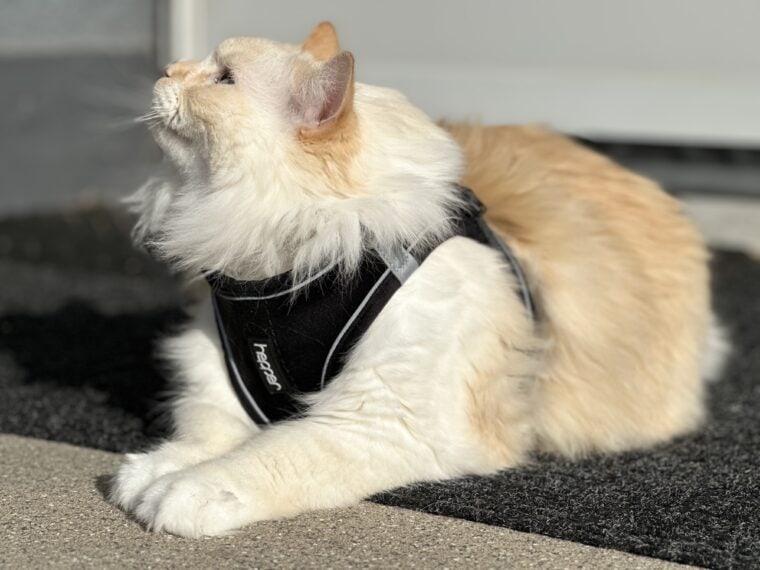 How to Harness Train a Cat: 6 Vet-Approved Tips & FAQ | Hepper Pet ...