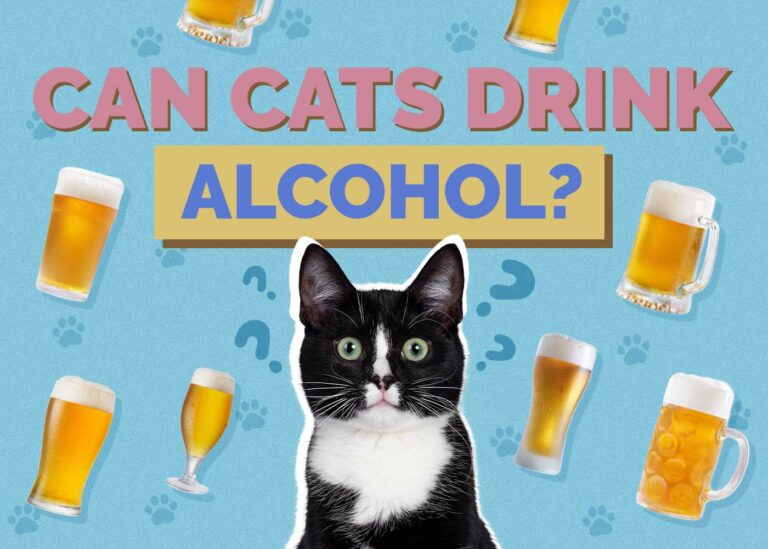 Can Cats Drink Alcohol? Vet-Reviewed Facts & Risks | Hepper Pet Resources