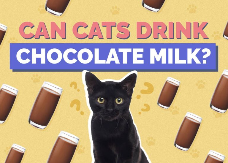 Can Cats Drink Chocolate Milk? Vet-Reviewed Health Risks | Hepper Pet ...