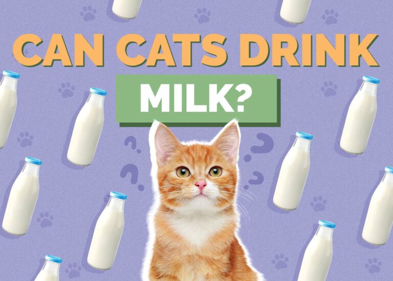 Can Kittens Drink Milk? Vet-Approved Facts & FAQ | Hepper Pet Resources