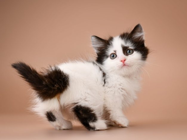 8 Munchkin Cat Breeds & Colors (With Info & Pictures) | Hepper Pet ...