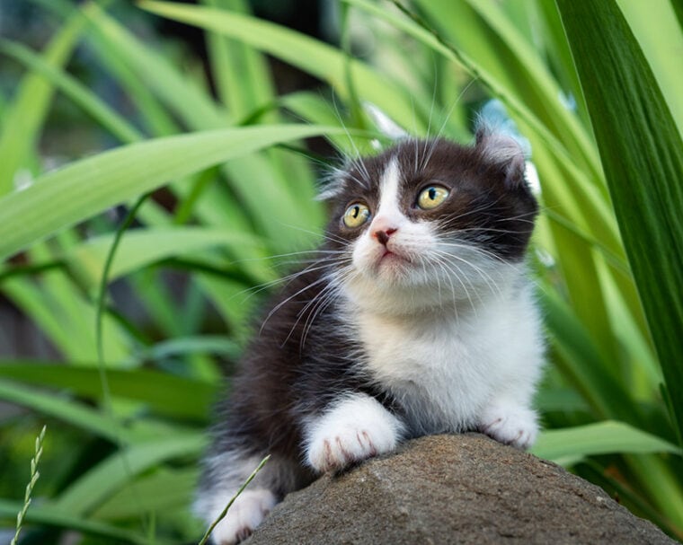 When Do Kittens Start Walking? Feline Development Explained (Vet ...