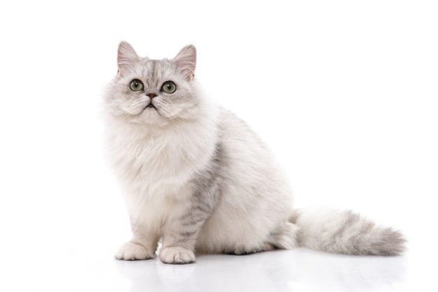 10 Most Popular Cat Breeds in 2026 (With Info & Pictures) | Hepper Pet ...