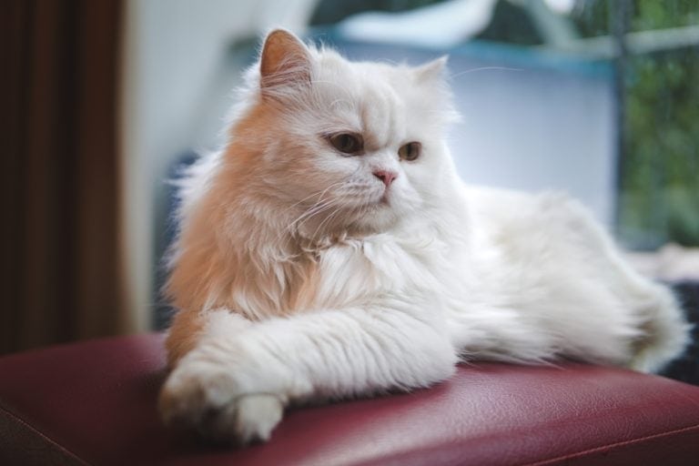 17 Most Beautiful Cat Breeds (With Info & Pictures) | Hepper Pet Resources