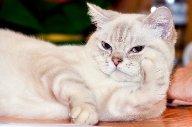 10 Lazy Cat Breeds (With Info & Pictures) | Hepper Pet Resources