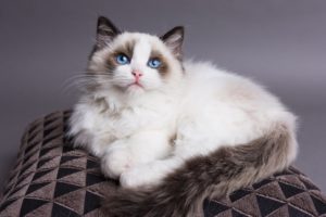How Much Does a Ragdoll Cat Cost? 2025 Price Guide | Hepper Pet Resources