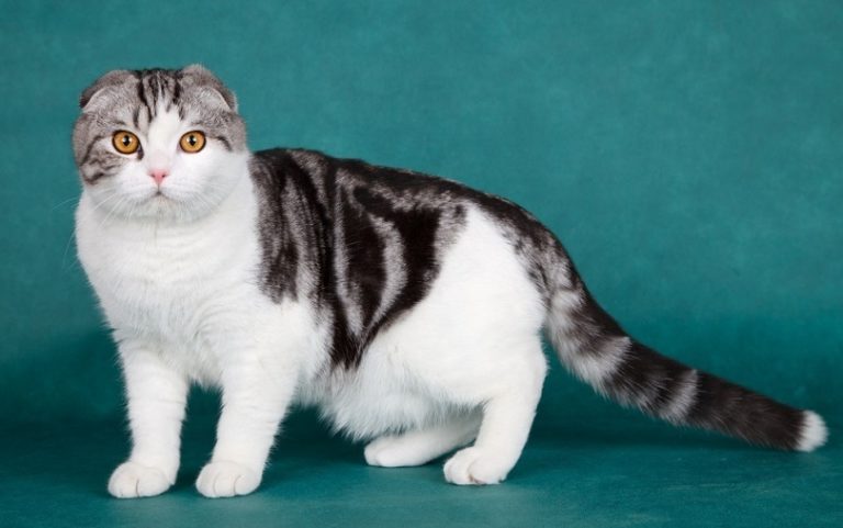 17 Smallest Cat Breeds: Felines That Stay Little (with Info & Pictures ...