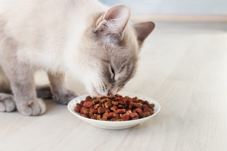 7 Best Cat Treats - 2026 Reviews & Buyers Guide | Hepper Pet Resources