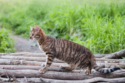 15 Hybrid Cat Breeds (With Info & Pictures) | Hepper Pet Resources