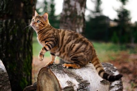 15 Hybrid Cat Breeds (With Info & Pictures) | Hepper Pet Resources