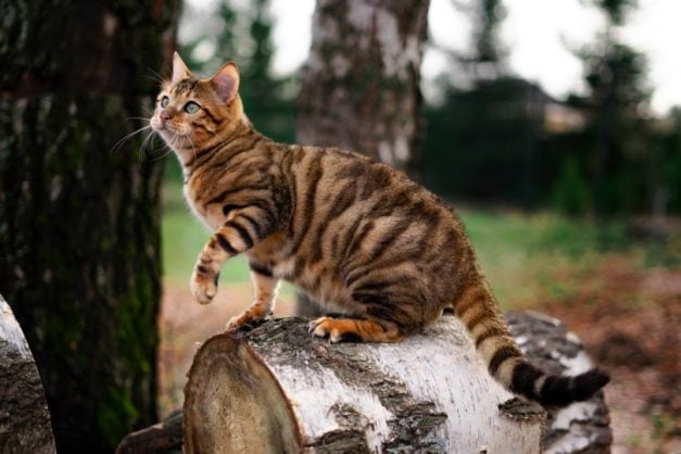 15 Hybrid Cat Breeds (With Info & Pictures) | Hepper Pet Resources
