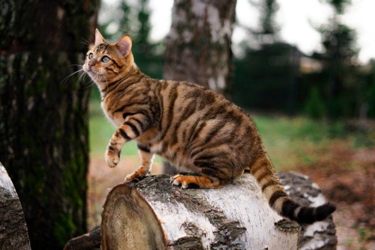 15 Hybrid Cat Breeds (With Info & Pictures) | Hepper Pet Resources