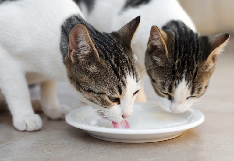 Can Cats Drink Goat Milk? Vet-Reviewed Facts & FAQ | Hepper Pet Resources