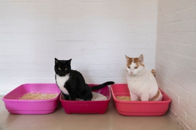 Can I Put Two Litter Boxes Next to Each Other? The Facts Explained ...