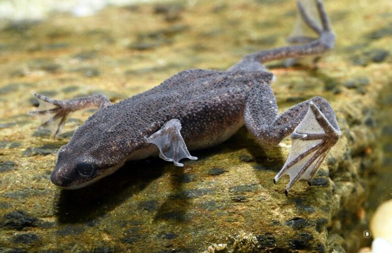 18 Types of Pet Frogs (With Info & Pictures) | Hepper Pet Resources