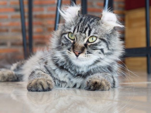 9 Cat Breeds with Curled Ears (With Info & Pictures) | Hepper Pet Resources